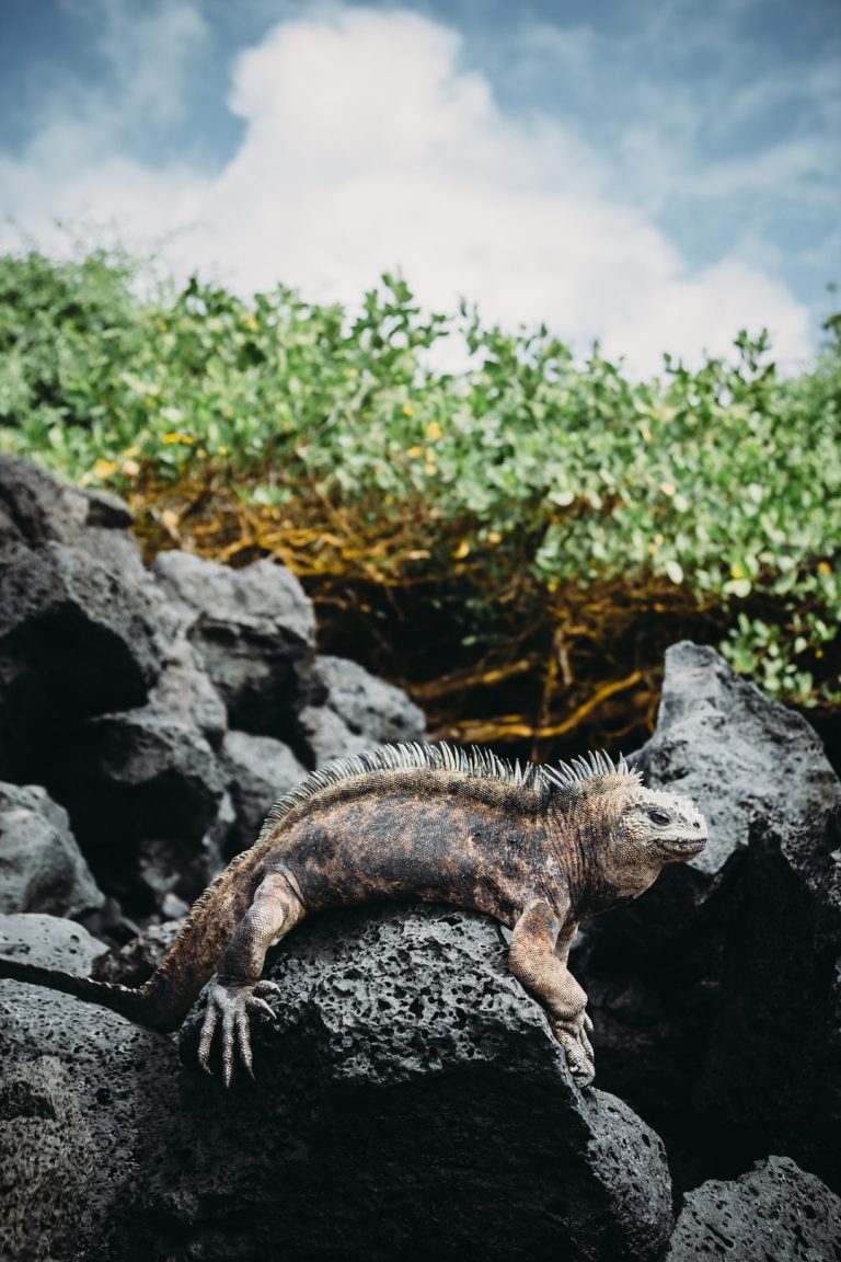 7 Ways to Make Your Trip to the Galapagos Islands More Eco-Friendly ...