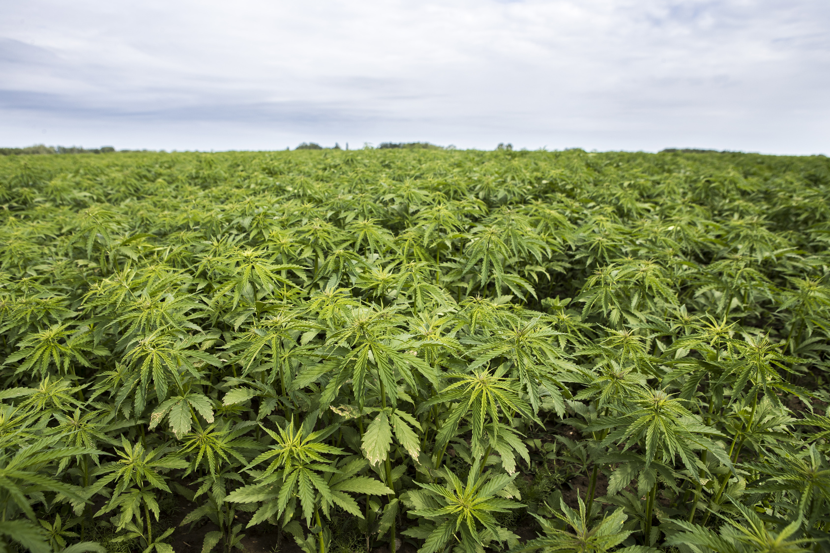 5 Ways Hemp Benefits The Environment NuEnergy